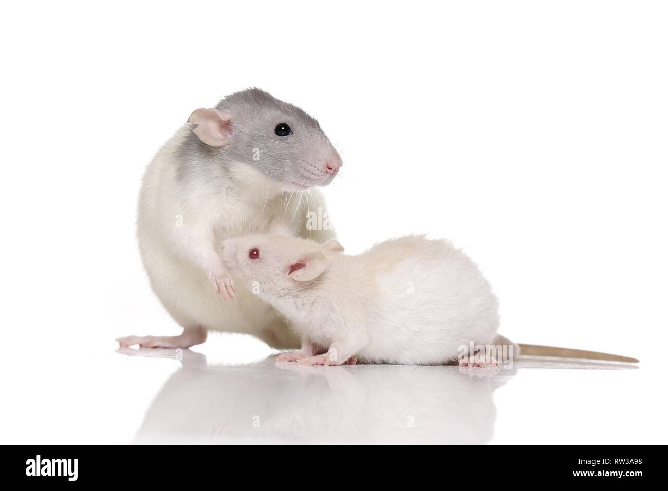 Stand 2 legs hi-res stock photography and images - Alamy