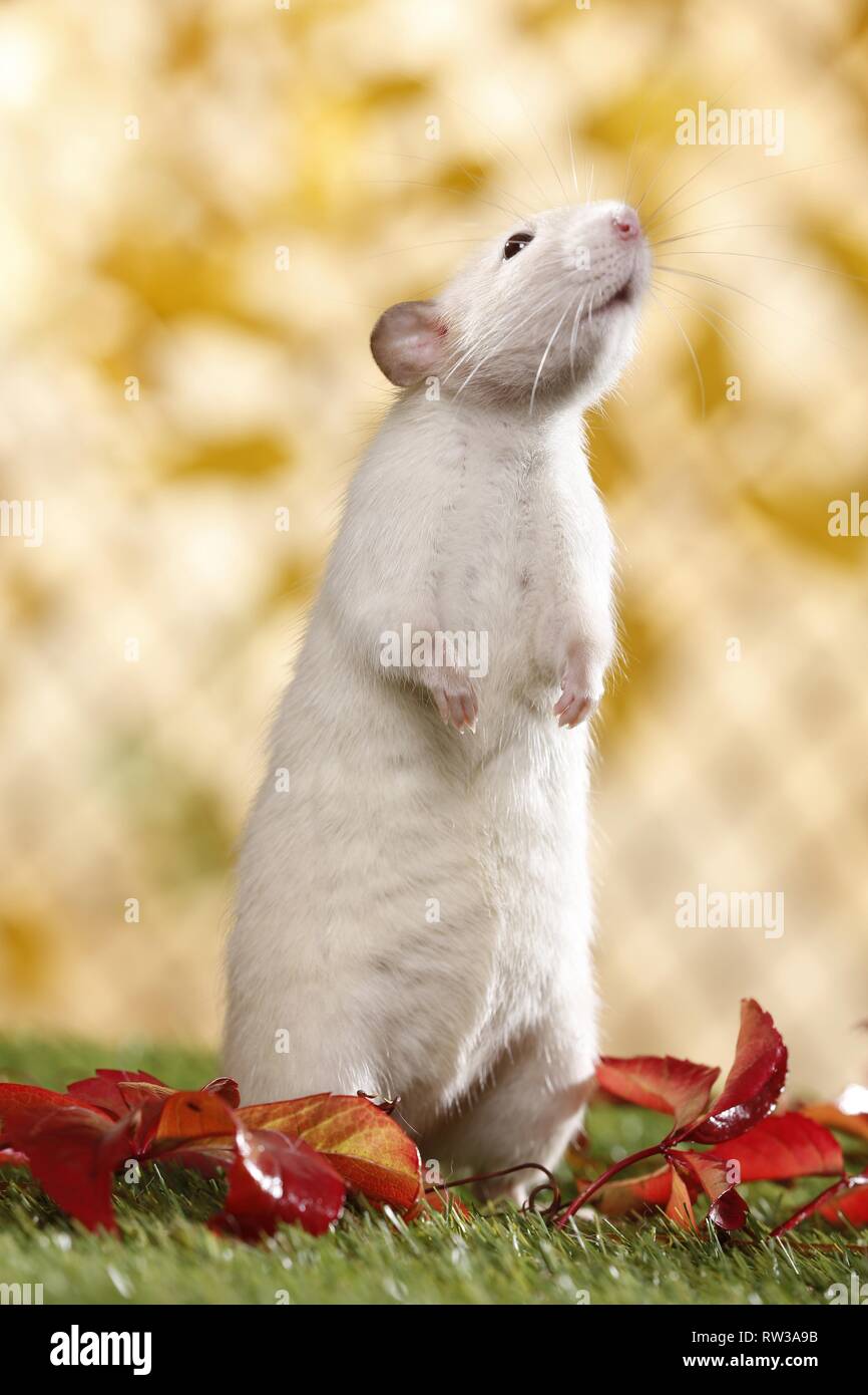One eyed rat hi-res stock photography and images - Alamy