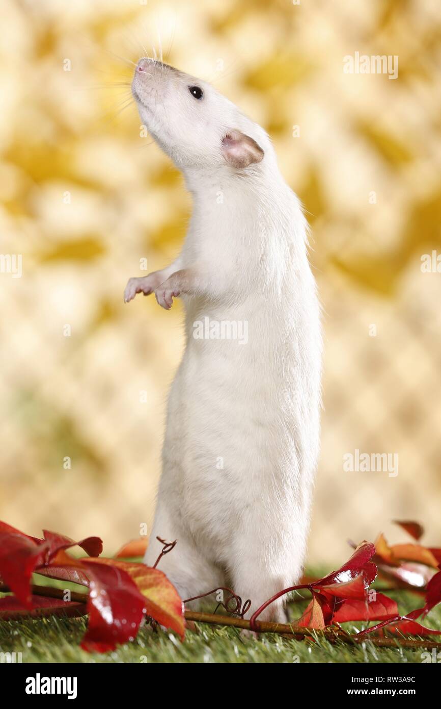One eyed rat hi-res stock photography and images - Alamy