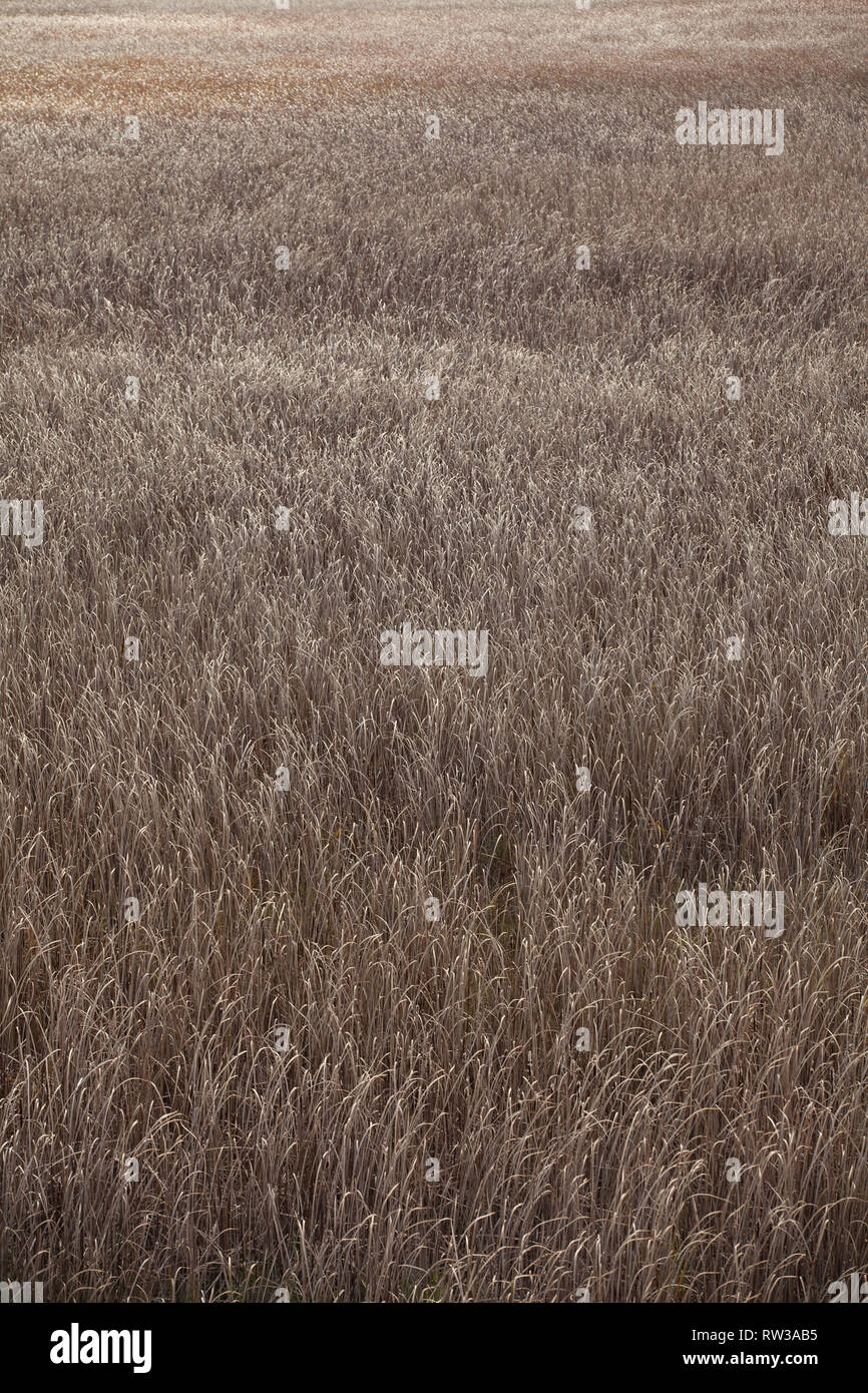 Tall reed plants hi-res stock photography and images - Alamy