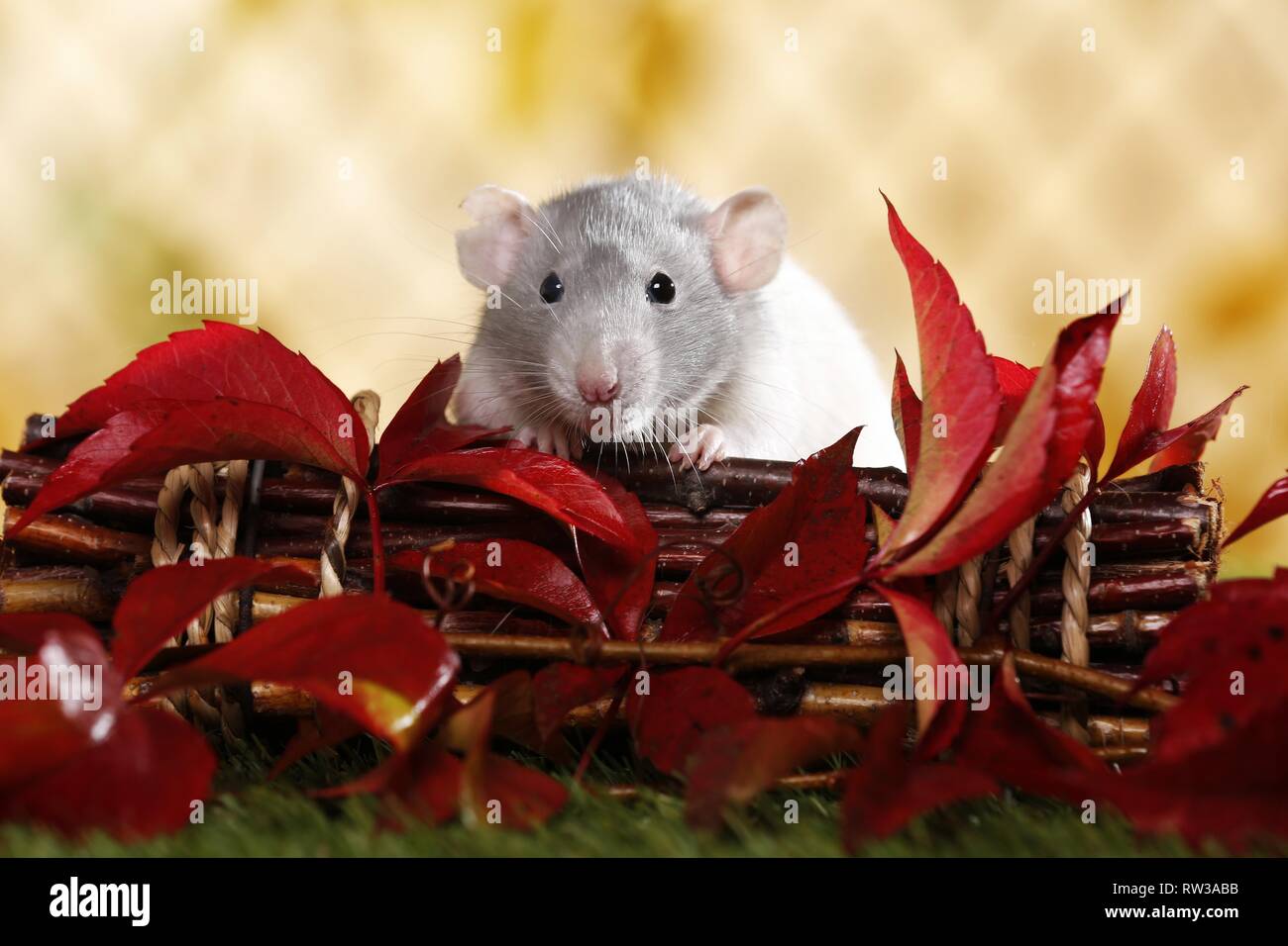 Dumbo rats hi-res stock photography and images - Alamy