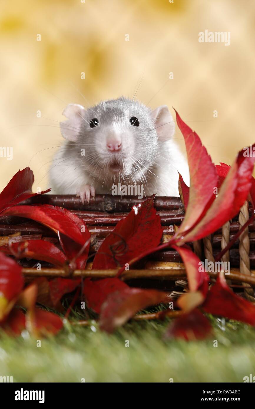 Hooded dumbo rat hi-res stock photography and images - Alamy