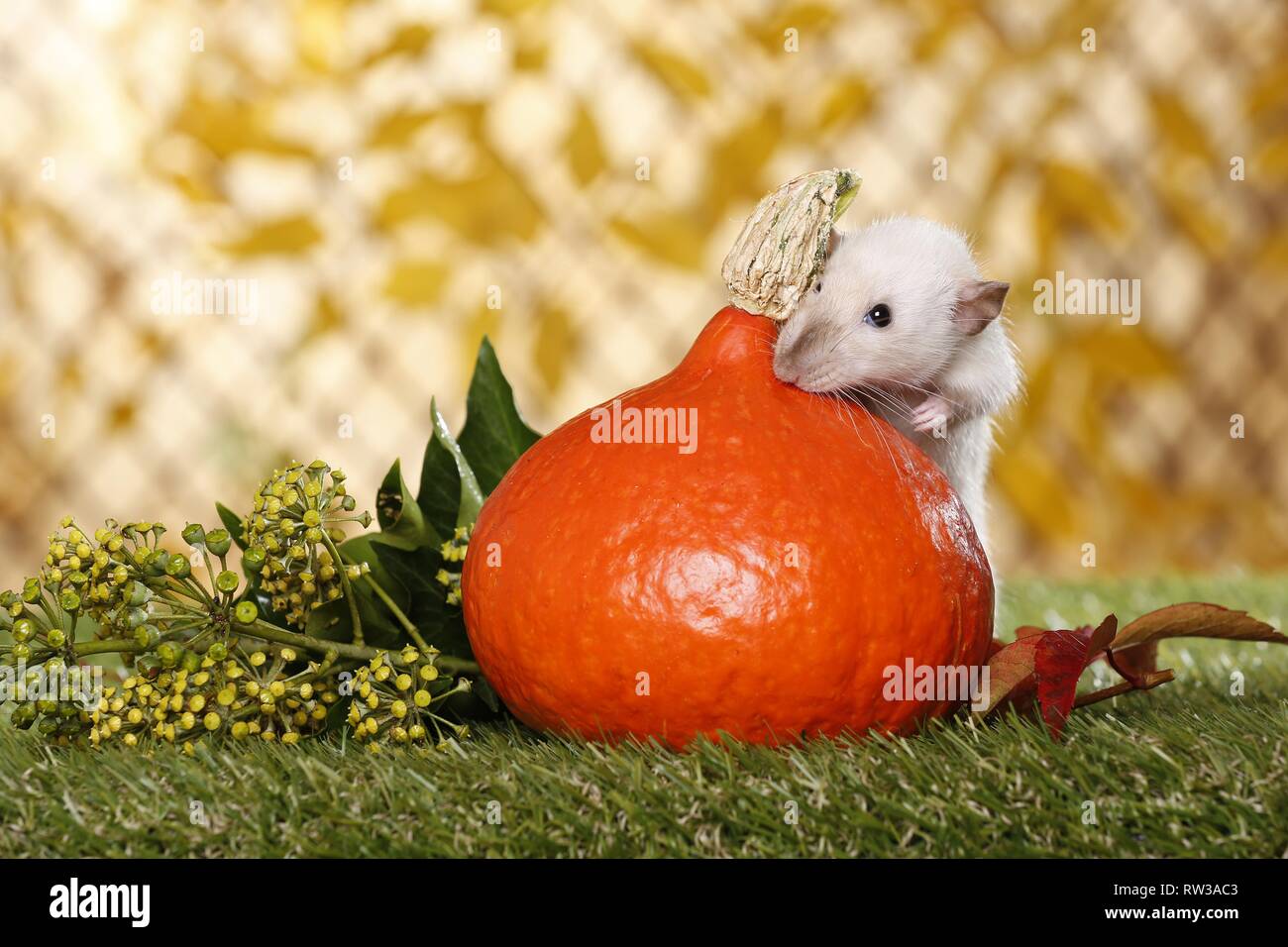 One eyed rat hi-res stock photography and images - Alamy