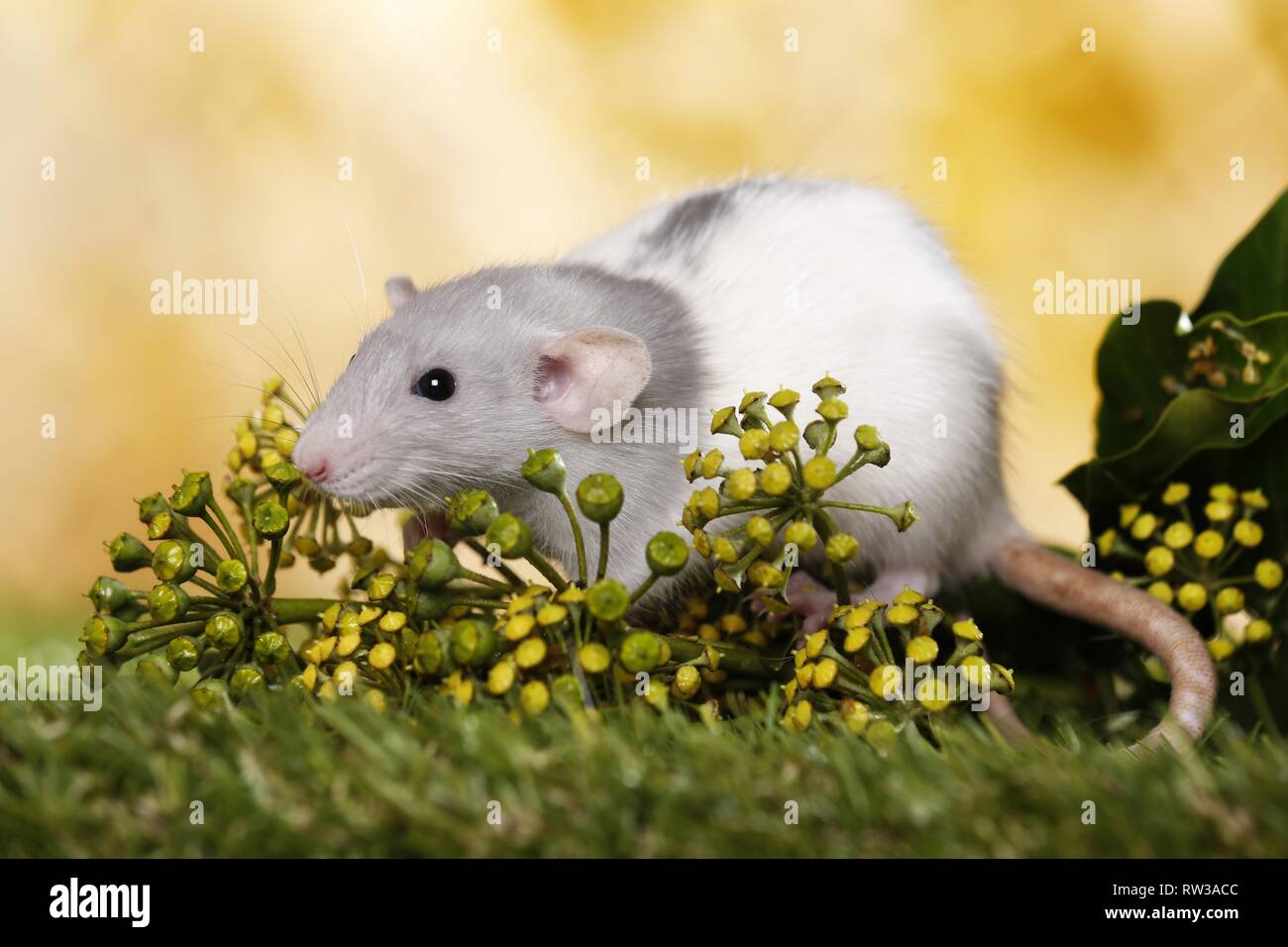 White dumbo rats hi-res stock photography and images - Alamy