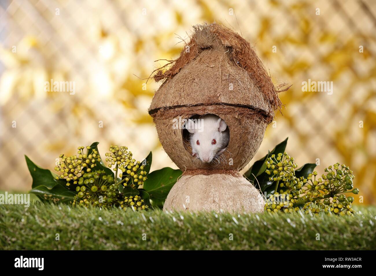 Red eye rat hi-res stock photography and images - Alamy