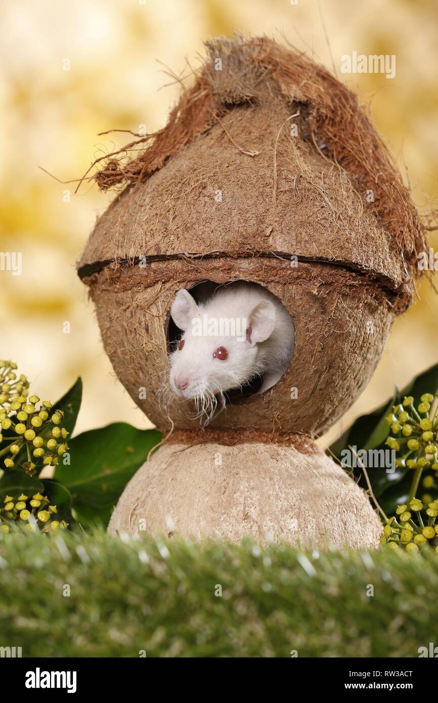 One eyed rat hi-res stock photography and images - Alamy