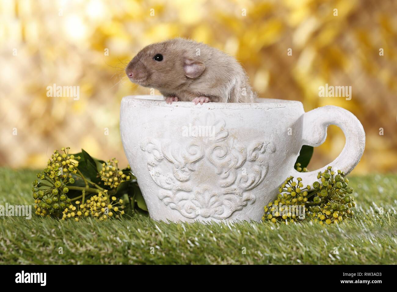 dumbo rex rat Stock Photo - Alamy