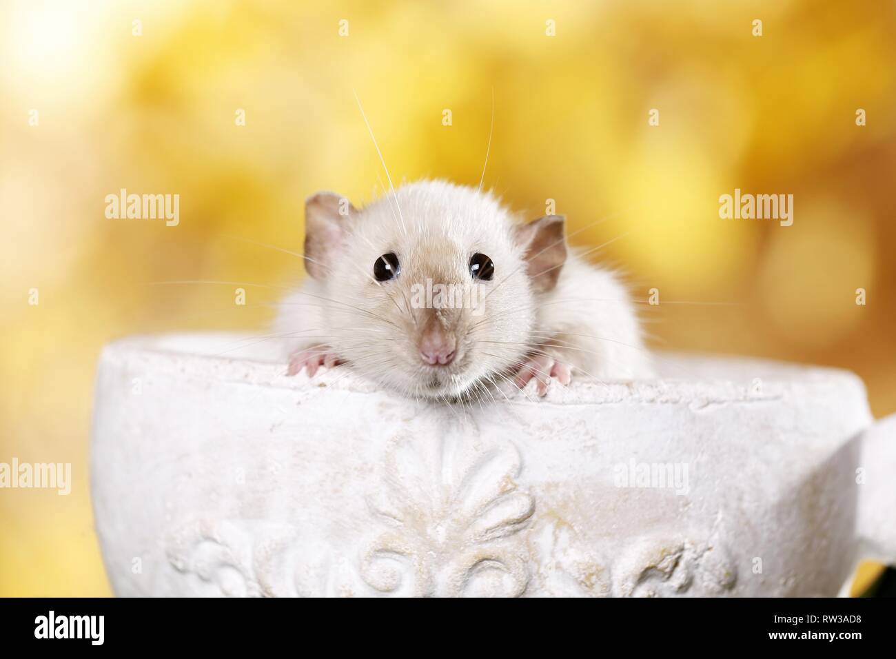 Dumbo black eyed siam hi-res stock photography and images - Alamy