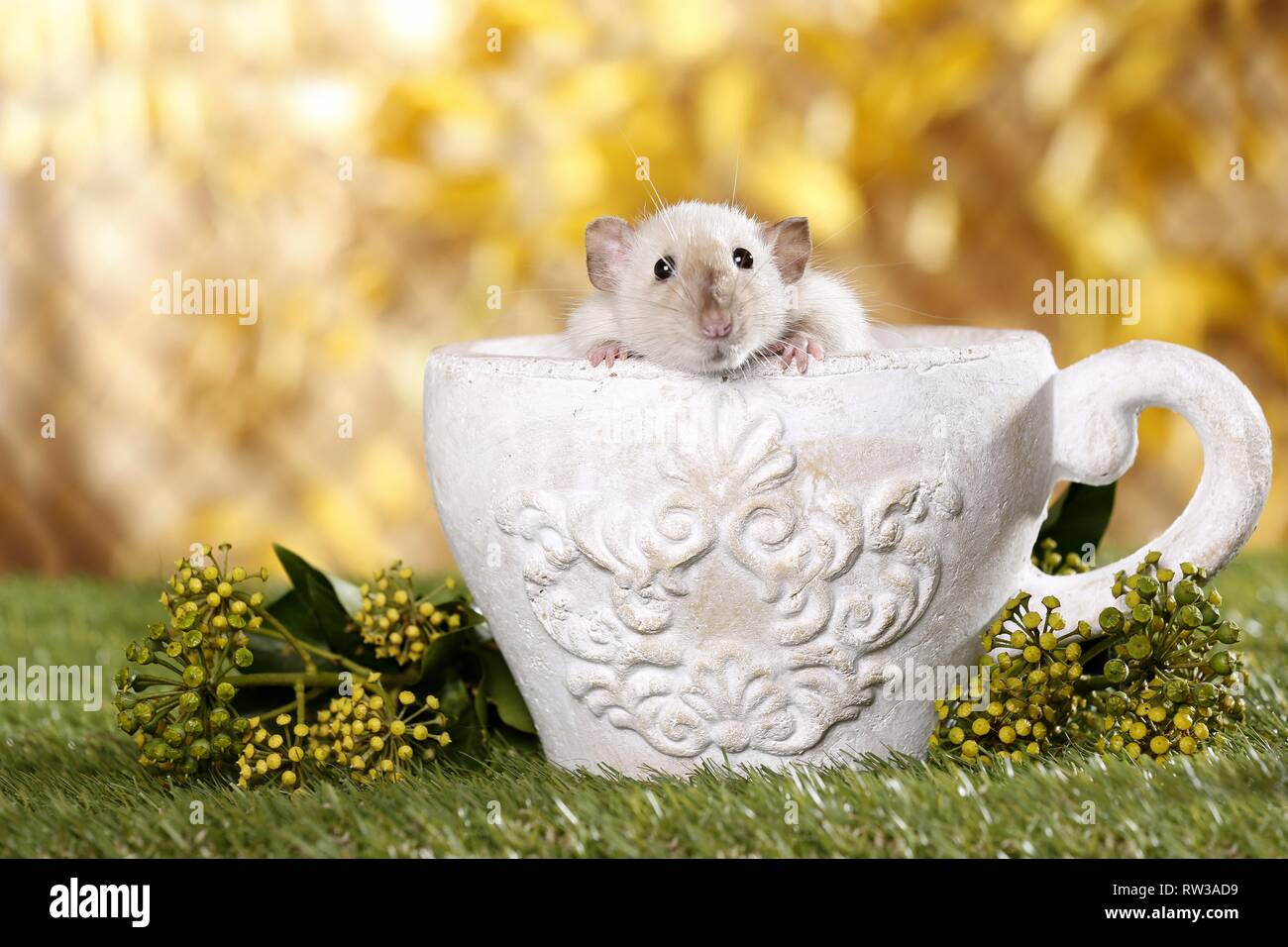 Rattus dumbo hi-res stock photography and images - Alamy
