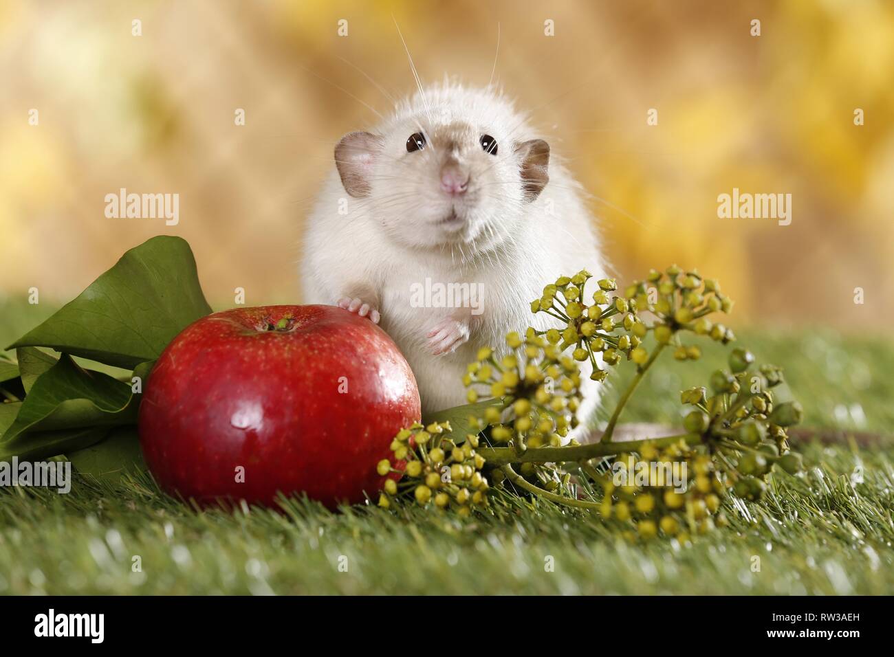Rat with fruit hi-res stock photography and images - Alamy