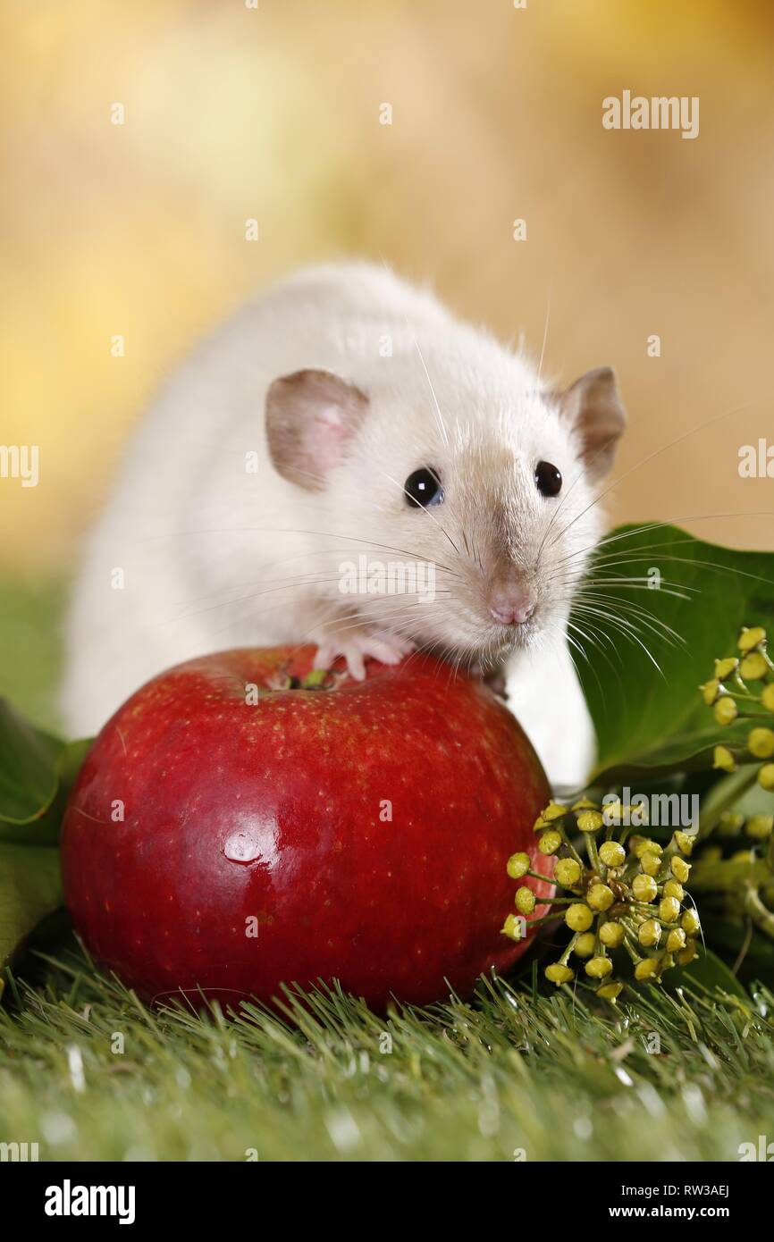 Dumbo black eyed siam hi-res stock photography and images - Alamy