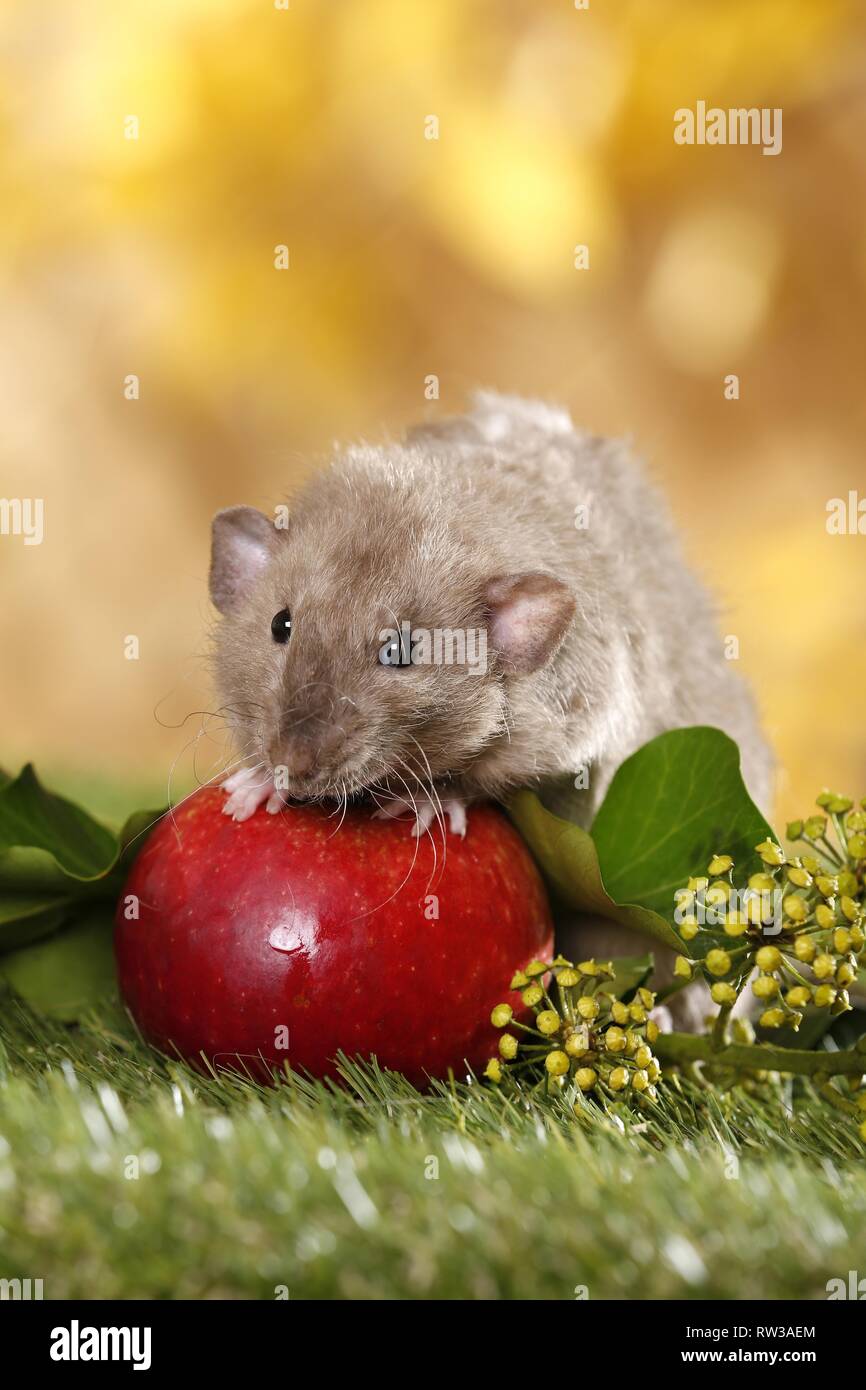 dumbo rex rat Stock Photo - Alamy