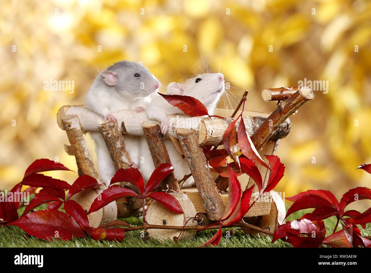 Hooded dumbo rat hi-res stock photography and images - Alamy