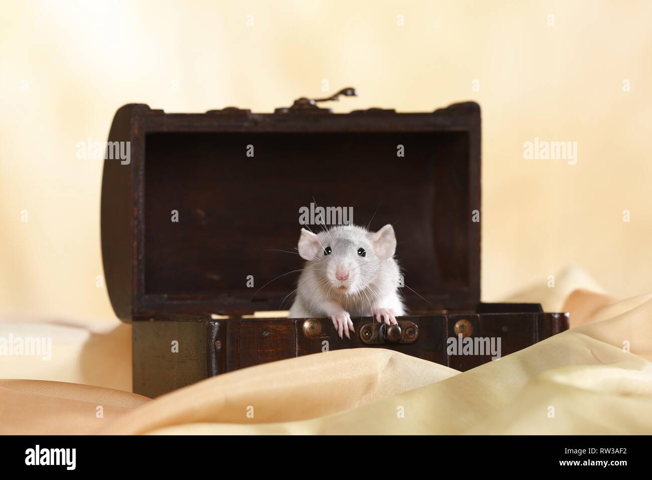 Cute dumbo rat hi-res stock photography and images - Alamy