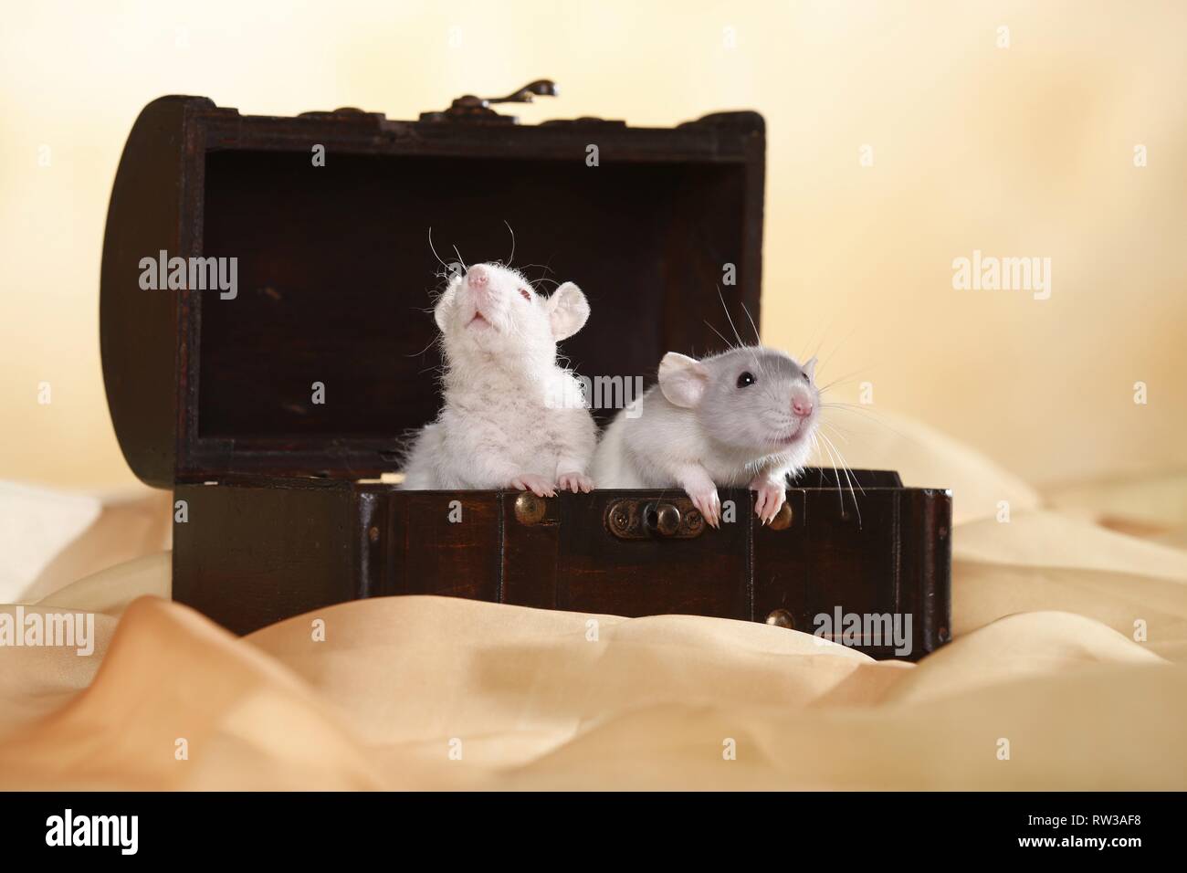 To rats case hi-res stock photography and images - Alamy