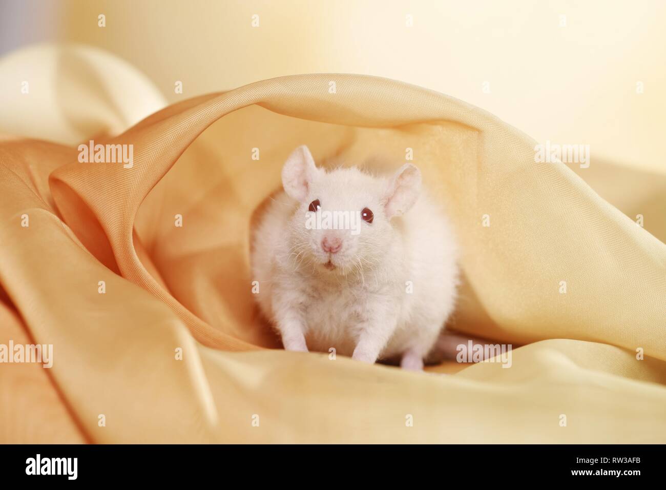 Red eye rat hi-res stock photography and images - Alamy