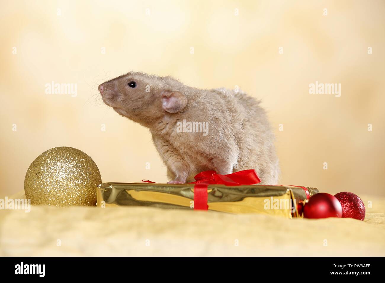 dumbo rex rat Stock Photo - Alamy