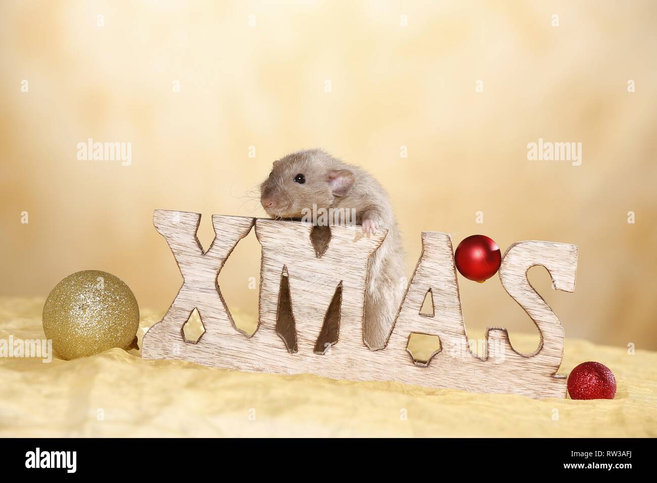 dumbo rex rat Stock Photo - Alamy