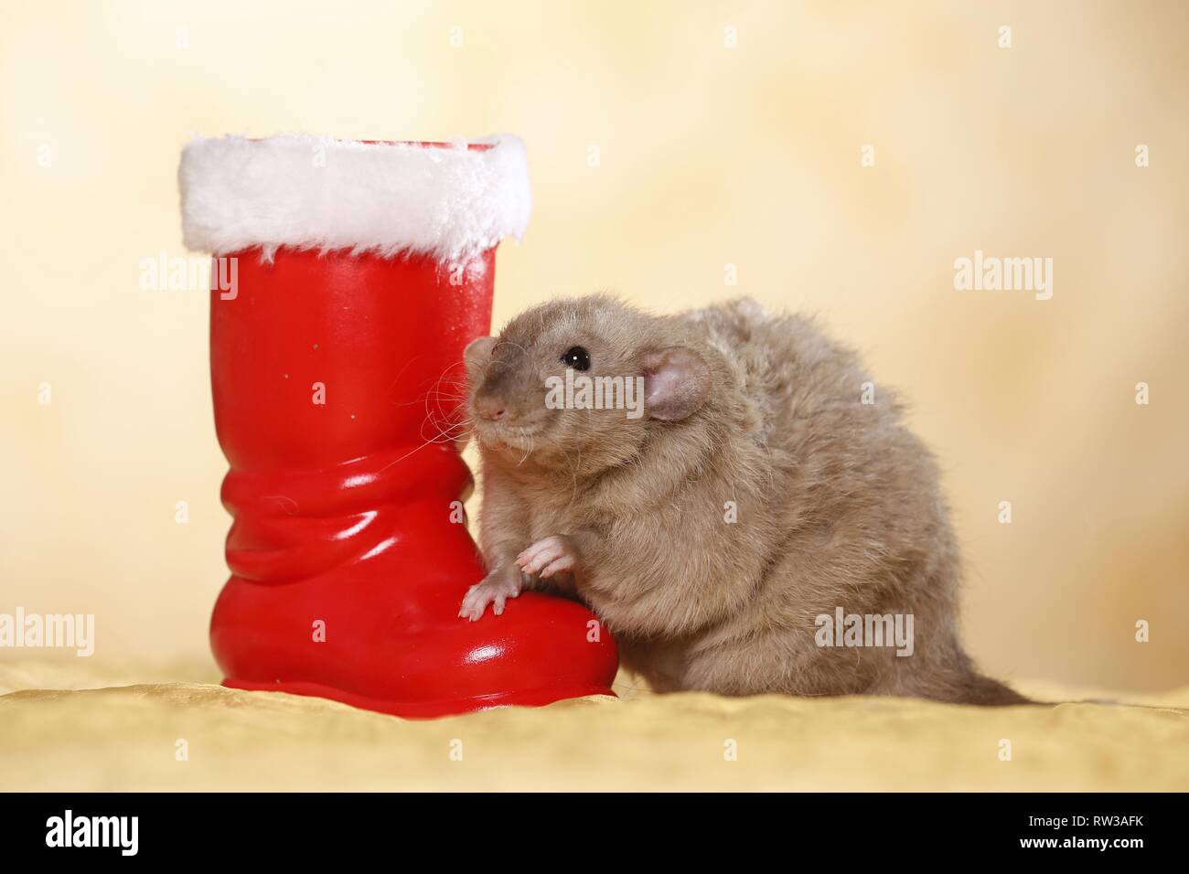 dumbo rex rat Stock Photo - Alamy