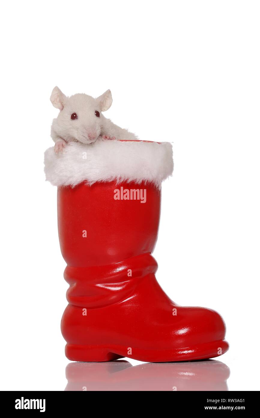 One eyed rat hi-res stock photography and images - Alamy