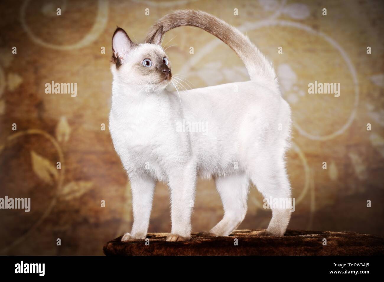 A siamese she cat hi-res stock photography and images - Alamy