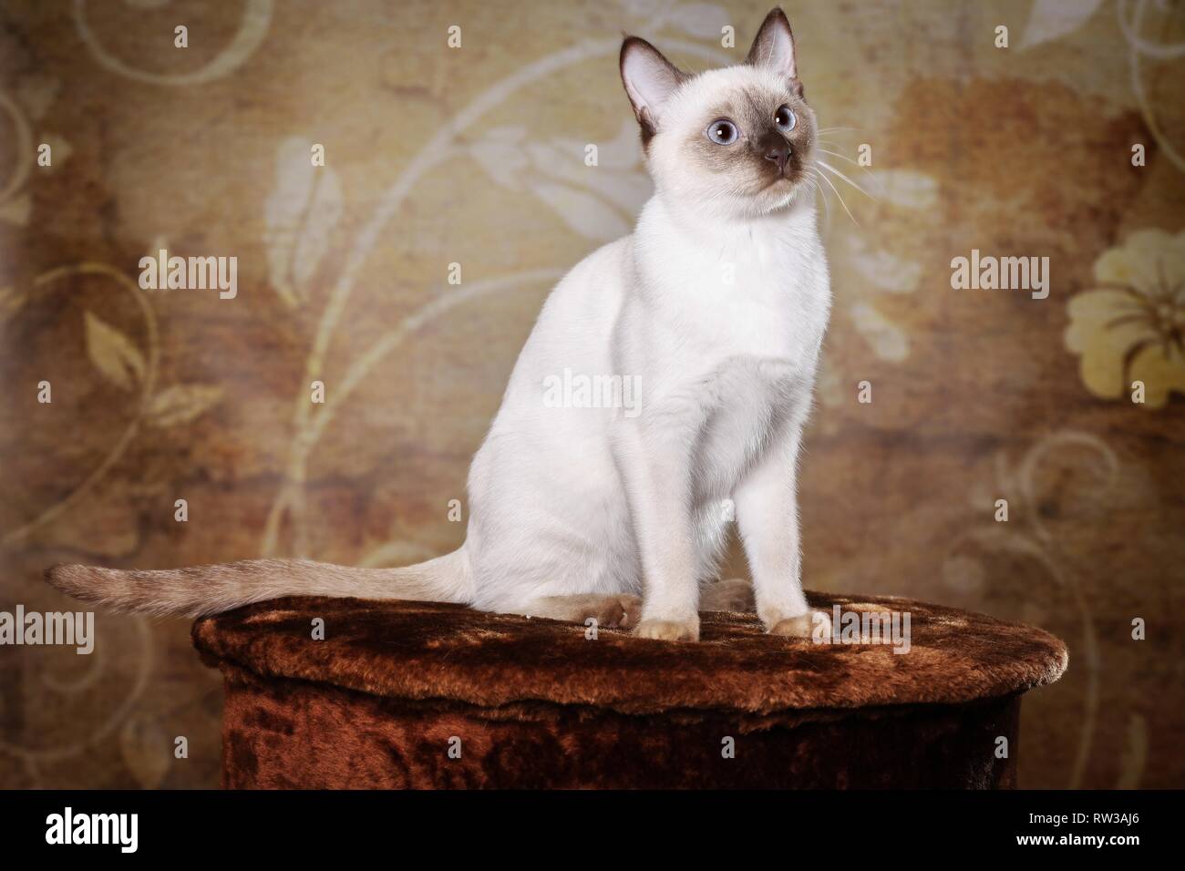 A siamese she cat hi-res stock photography and images - Alamy