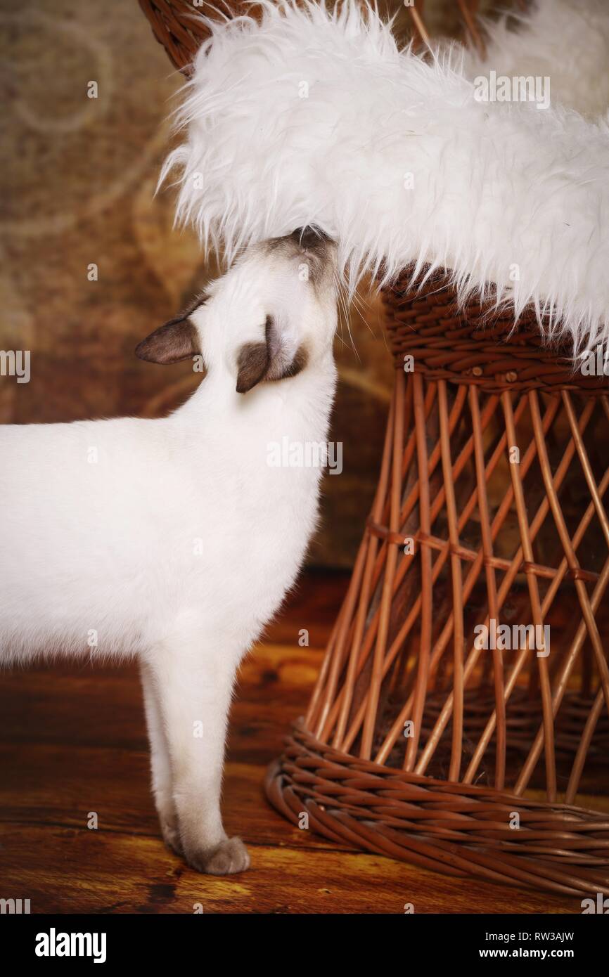 A siamese she cat hi-res stock photography and images - Alamy