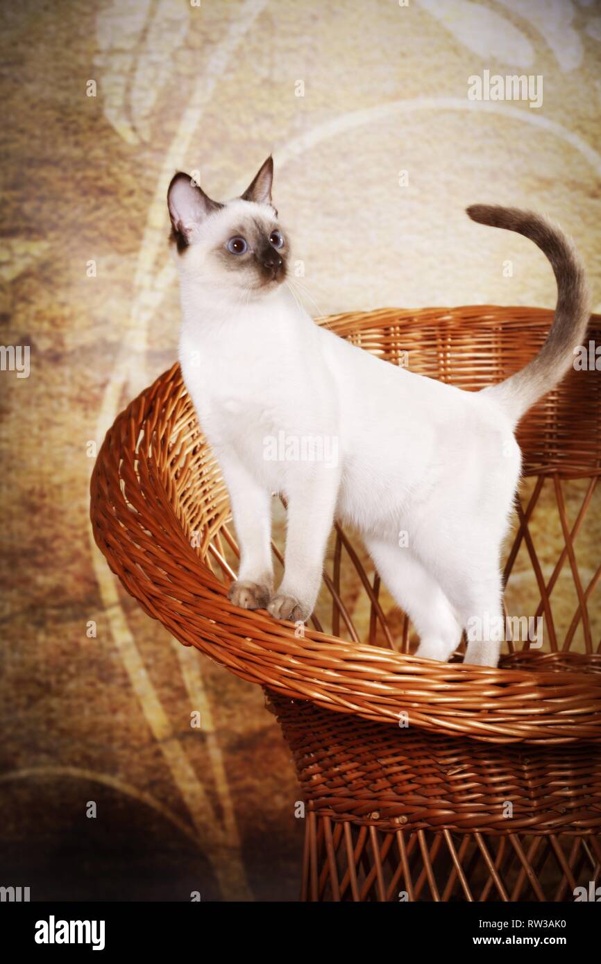 A siamese she cat hi-res stock photography and images - Alamy