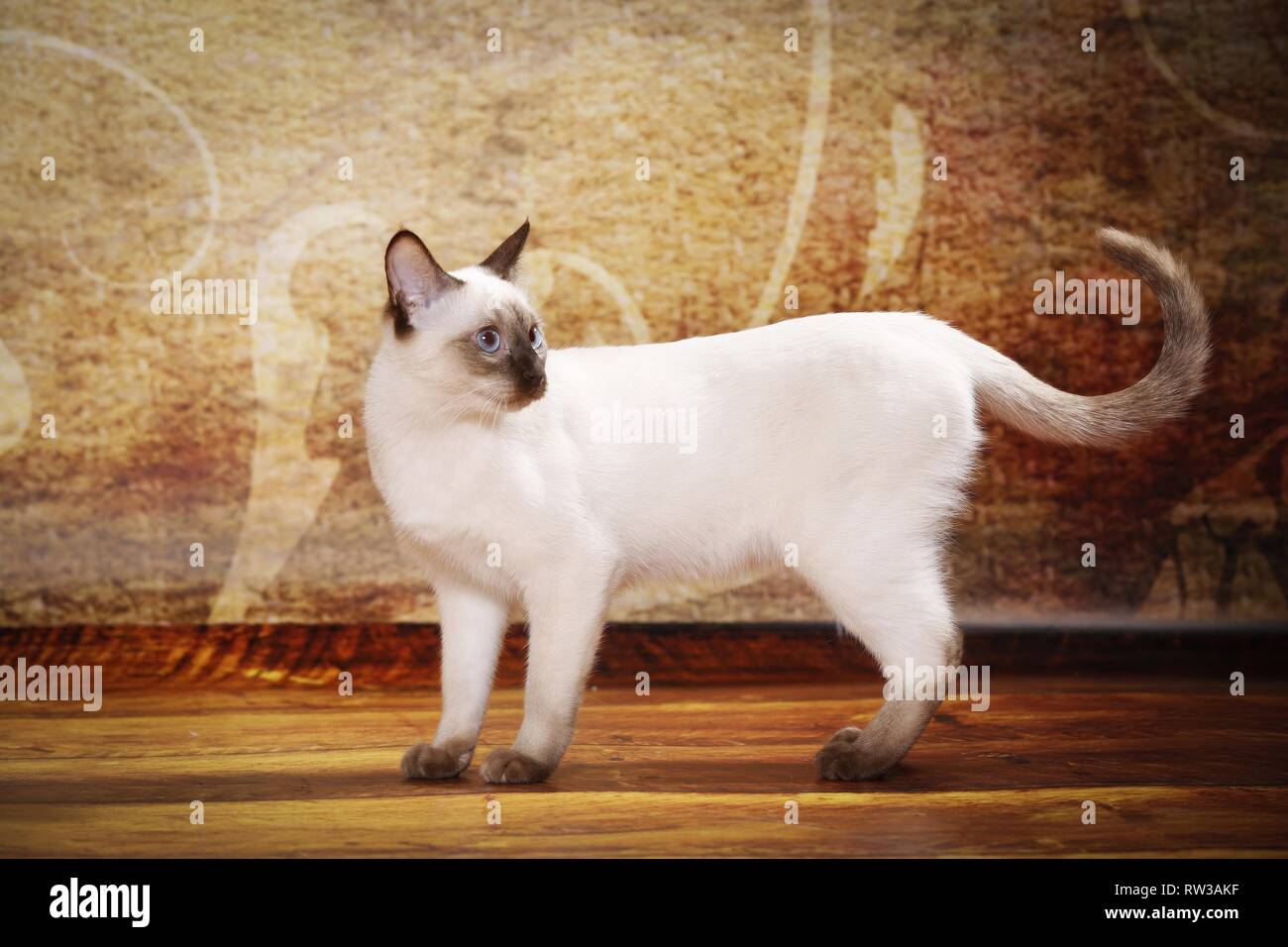 A siamese she cat hi-res stock photography and images - Alamy