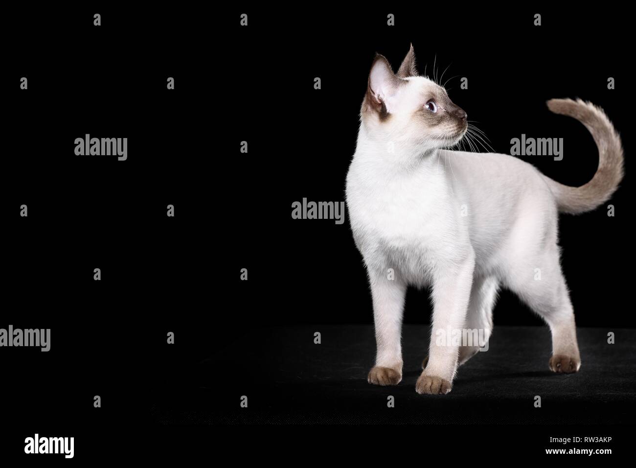 Domestic black thai cat hi-res stock photography and images - Alamy