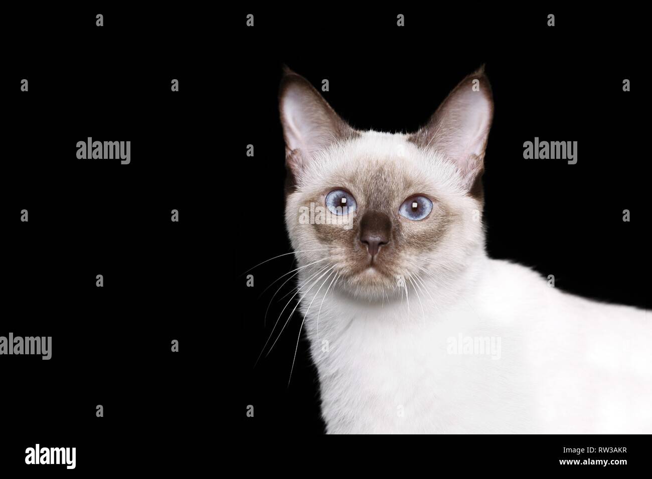 Portrait chocolate point siamese cat hi-res stock photography and ...