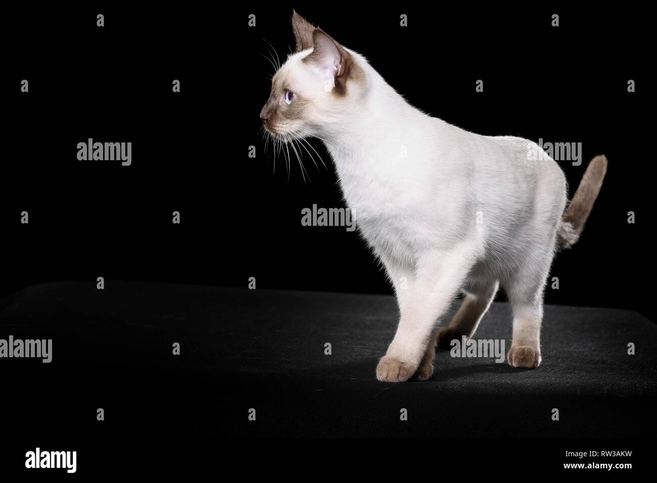 A siamese she cat hi-res stock photography and images - Alamy