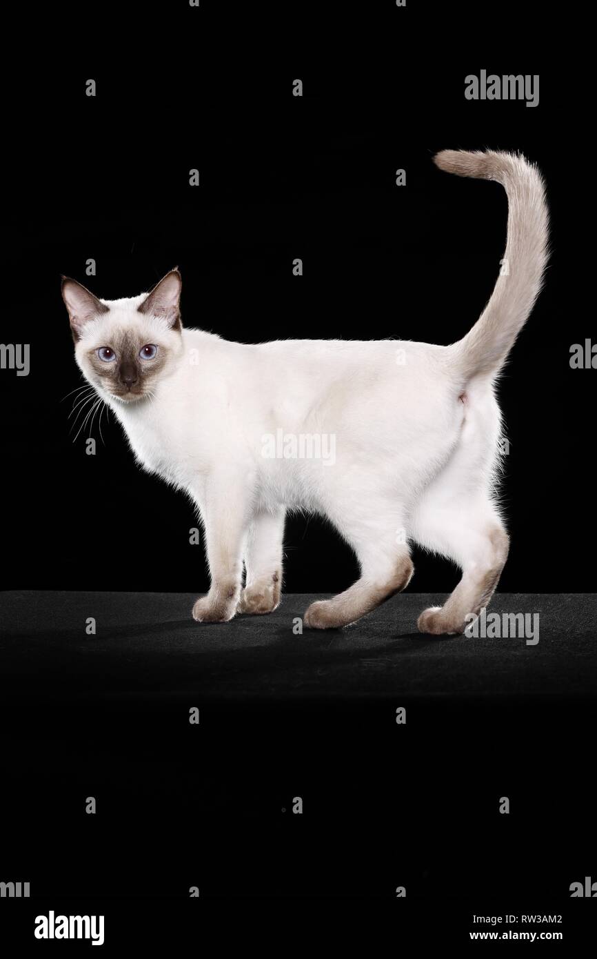 A siamese she cat hi-res stock photography and images - Alamy