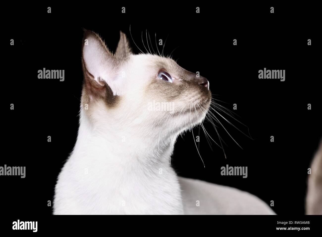 Portrait chocolate point siamese cat hi-res stock photography and ...