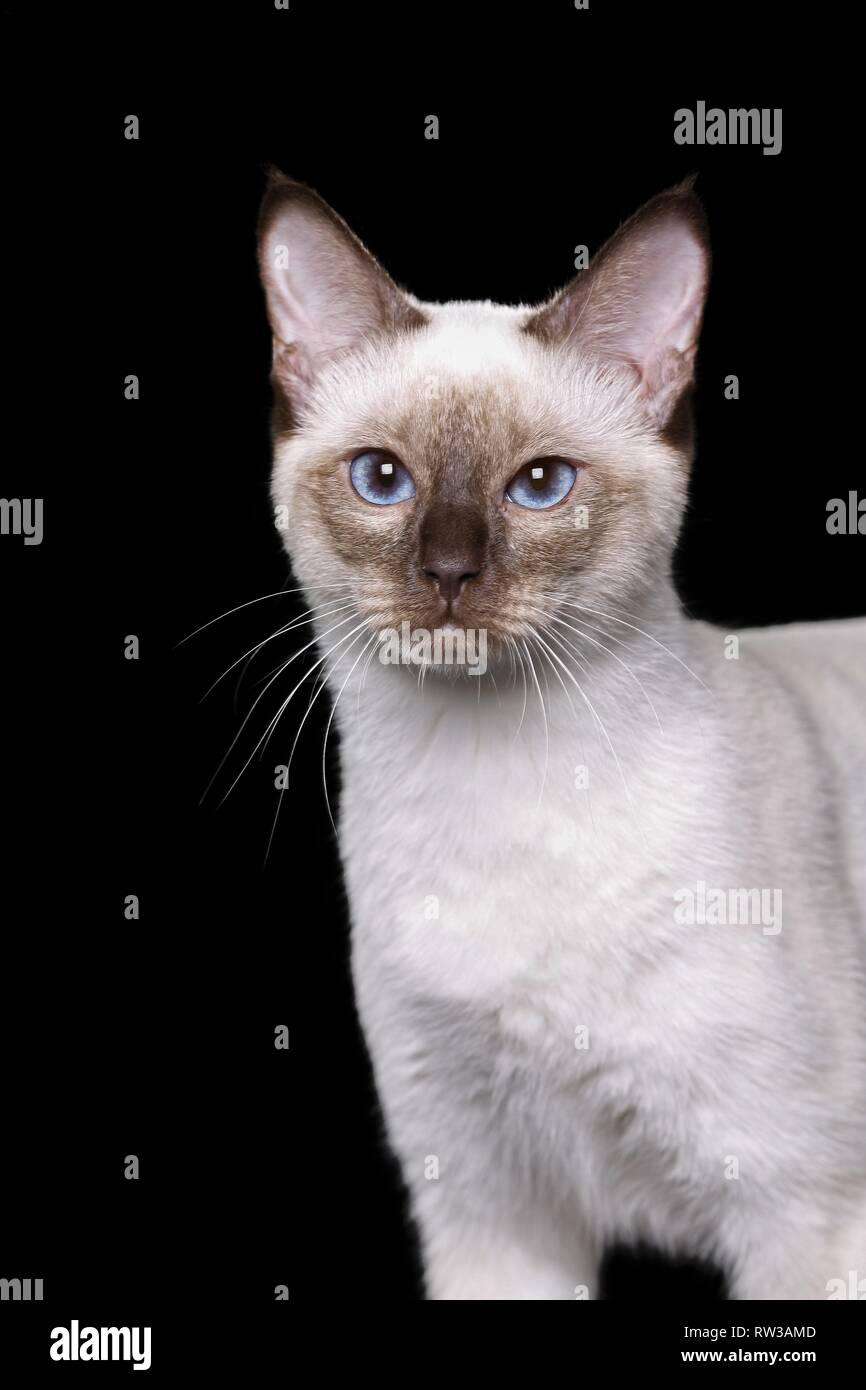 Portrait chocolate point siamese cat hi-res stock photography and ...