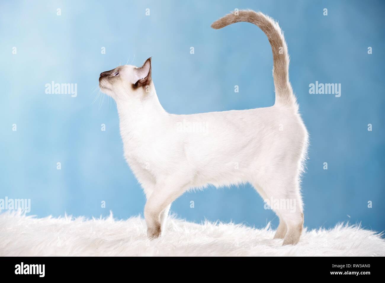 A siamese she cat hi-res stock photography and images - Alamy