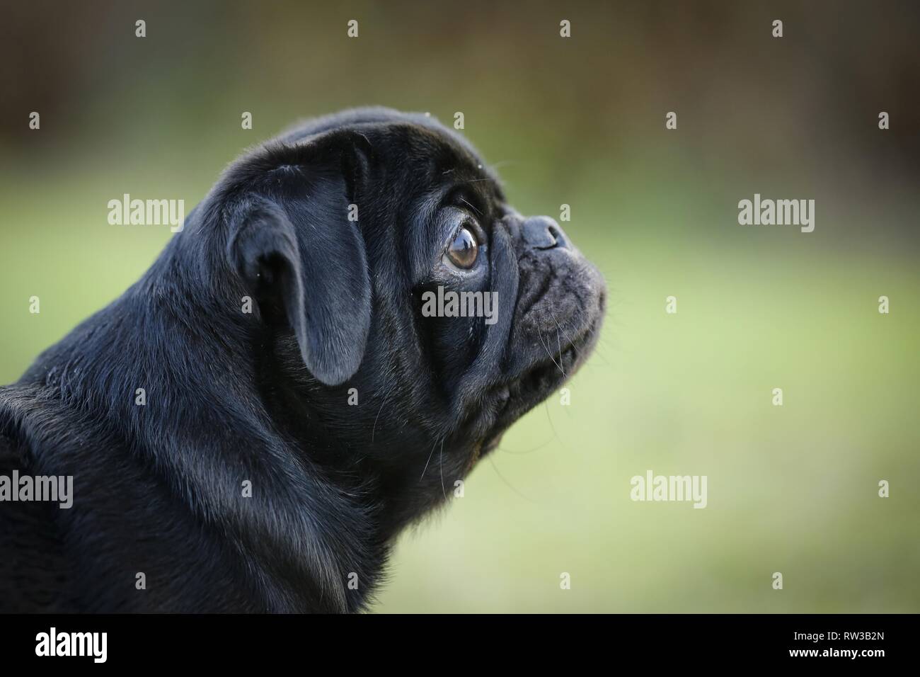 Young pug hi-res stock photography and images - Alamy