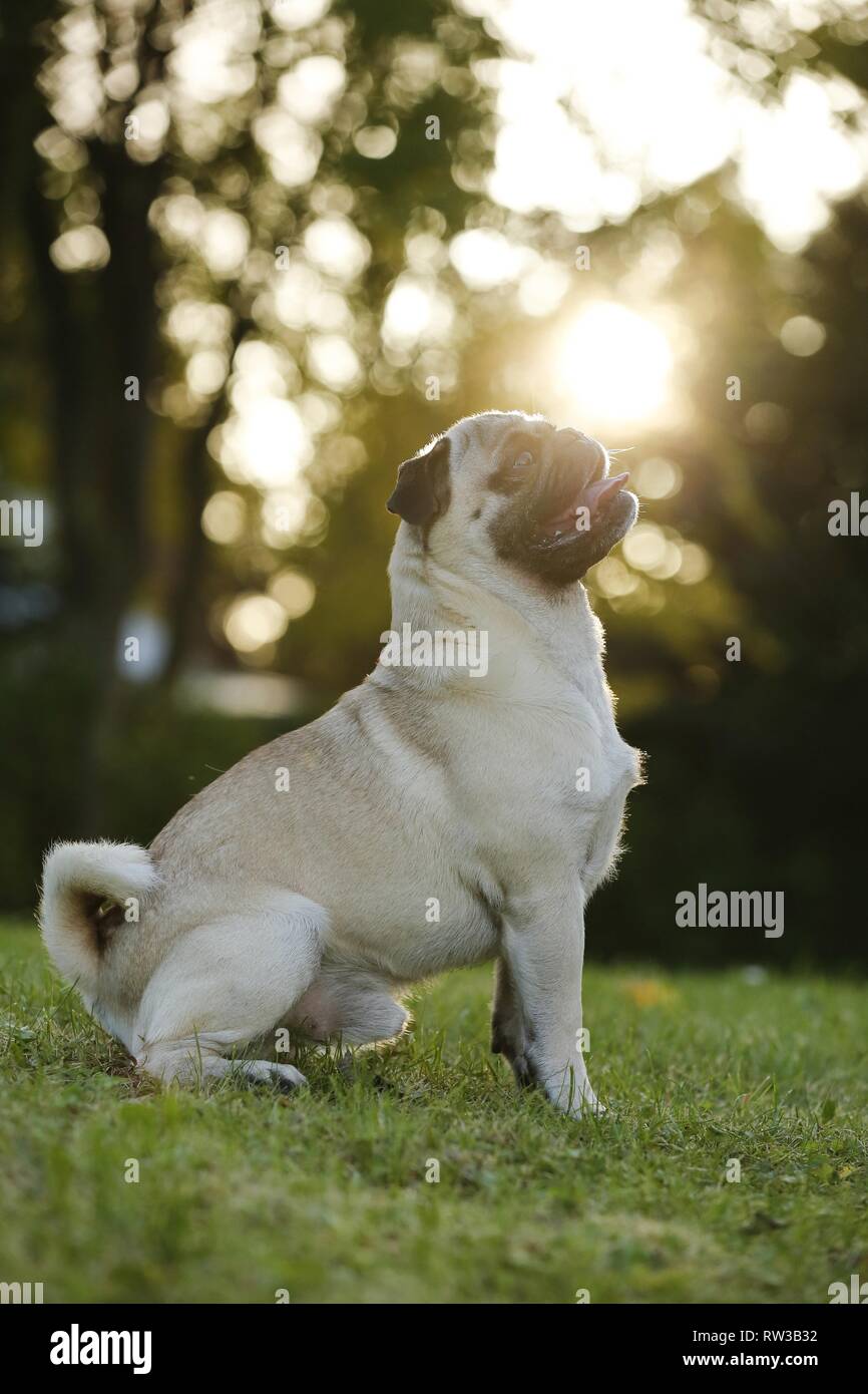 Pugs side profile hi-res stock photography and images - Alamy