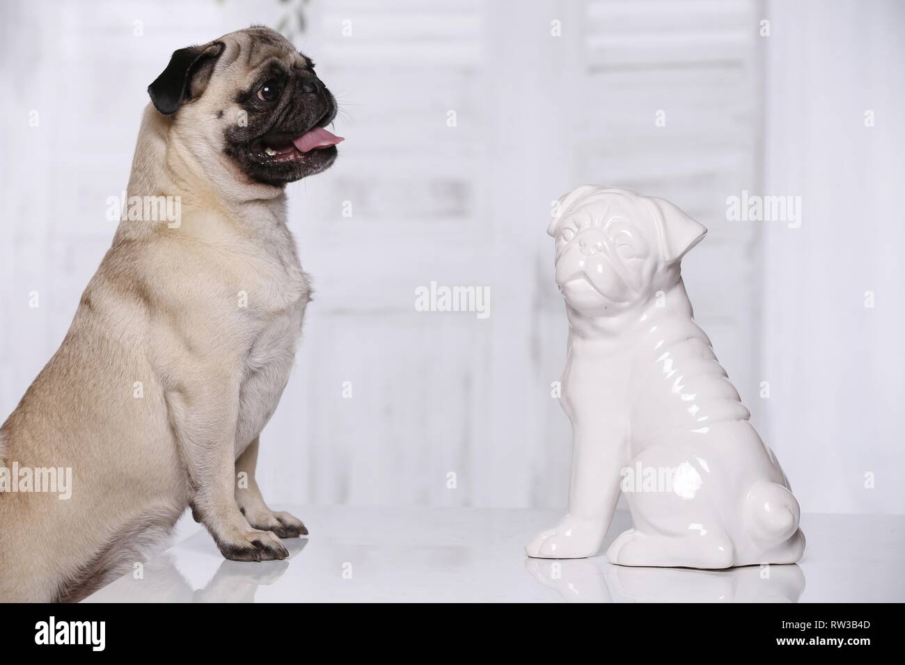 Pugs side profile hi-res stock photography and images - Alamy