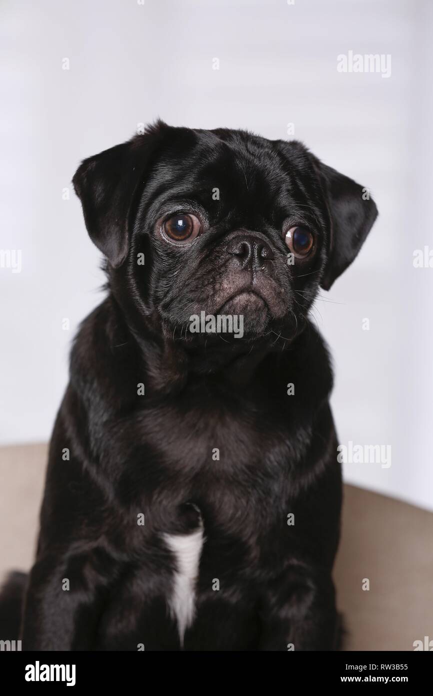 Young pug hi-res stock photography and images - Alamy