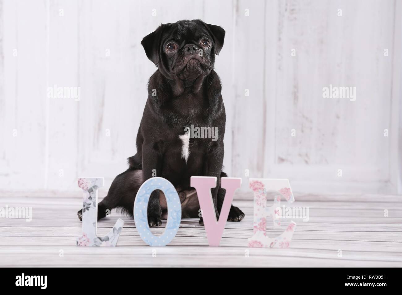 Pug letter hi-res stock photography and images - Alamy