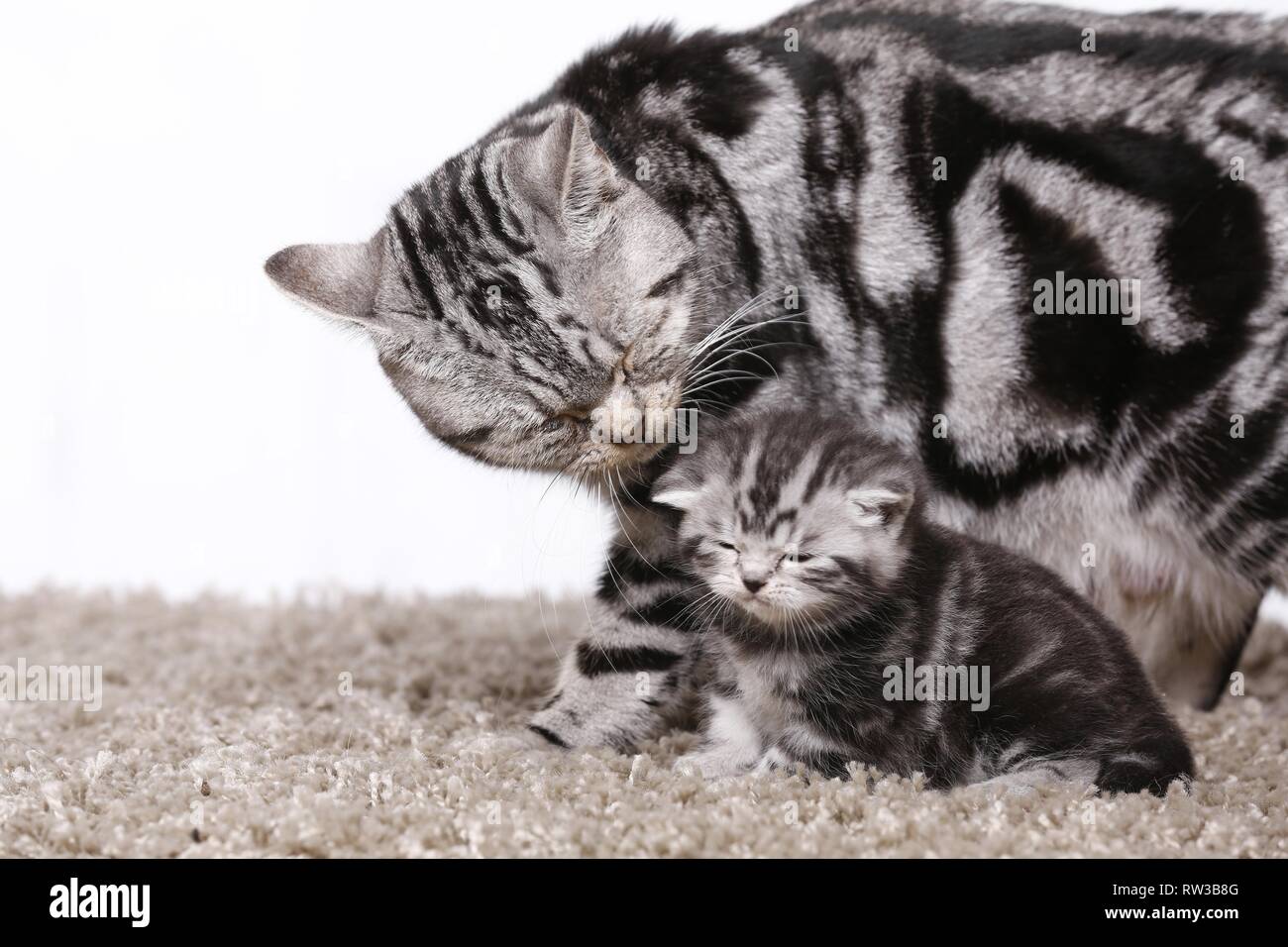 British mothers sitting babies hi-res stock photography and images - Alamy