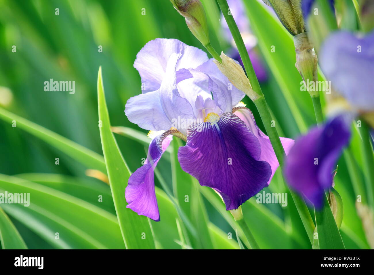 Pfoto hi-res stock photography and images - Alamy