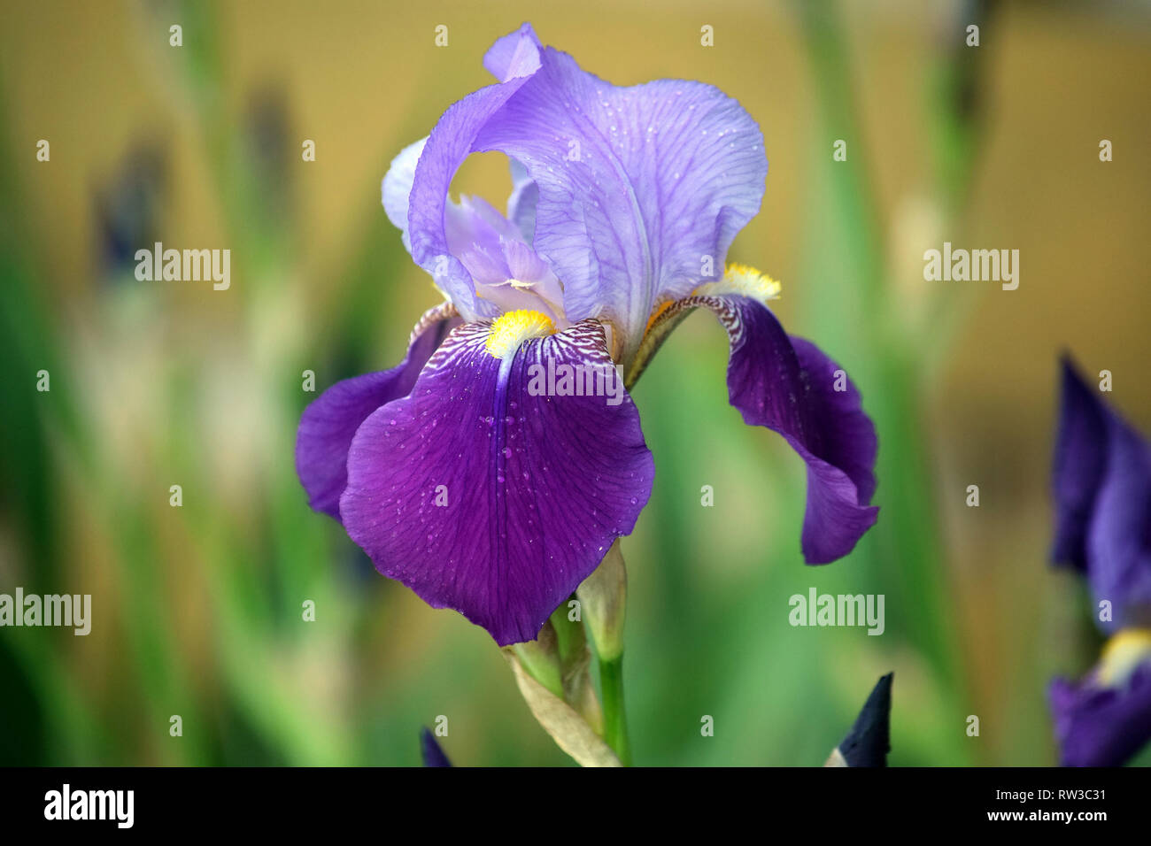 Iris Violet Flowers Home Garden Stock Pfoto Detail Closeup Stock Photo ...