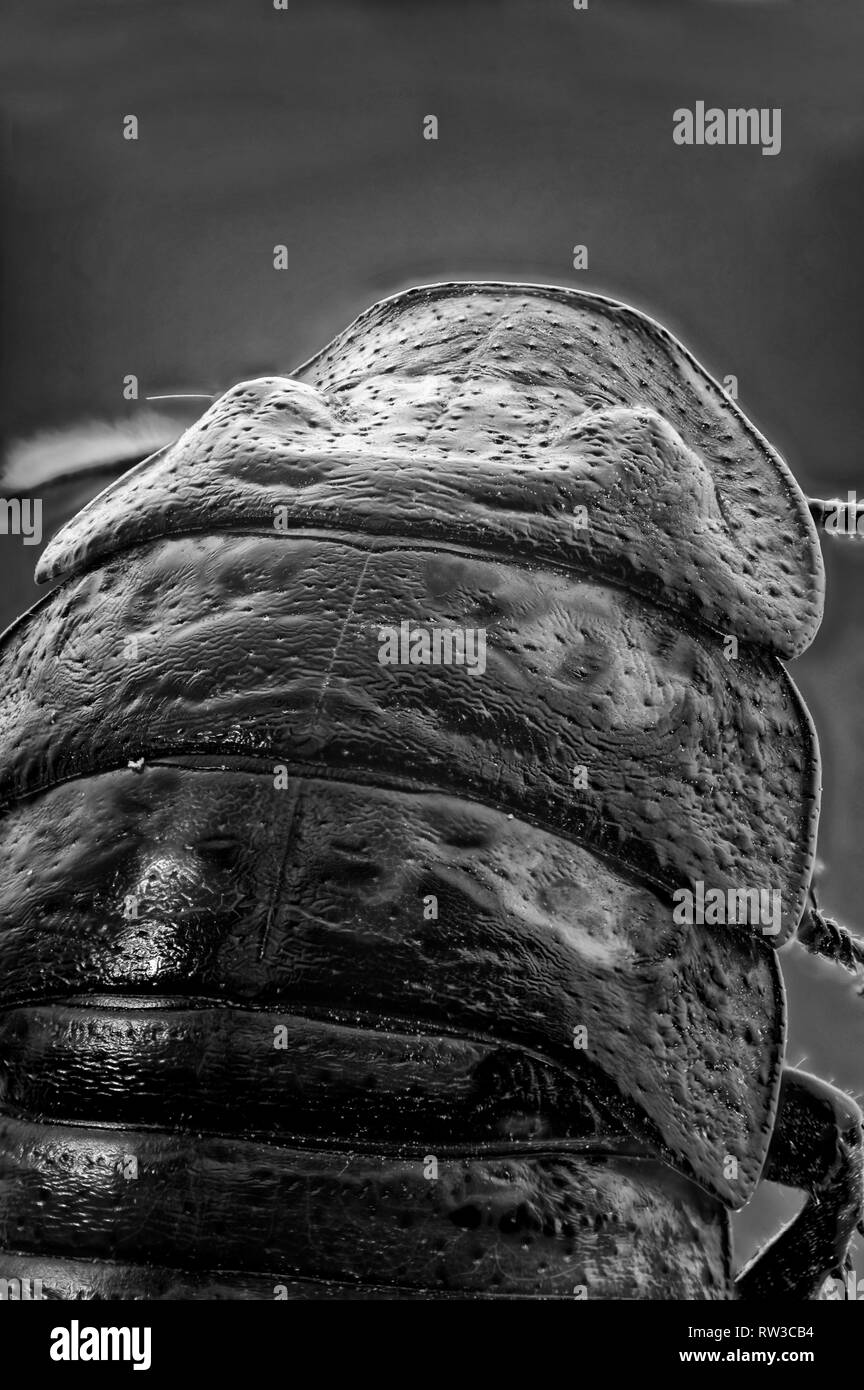 Insects cockroach Black and White Stock Photos & Images - Alamy