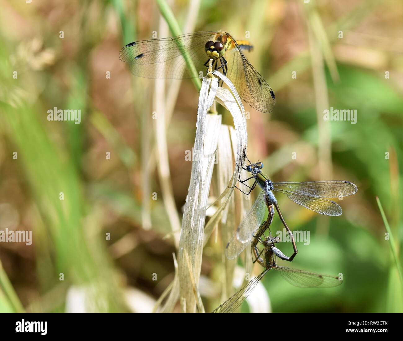 Dragonfly mating hi-res stock photography and images - Alamy