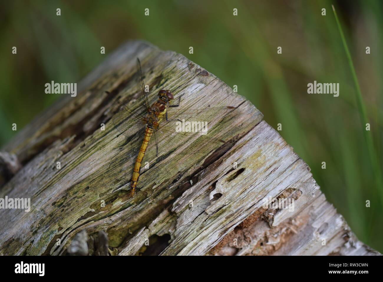 Common darter dragonfly on log bokeh grass Stock Photo - Alamy