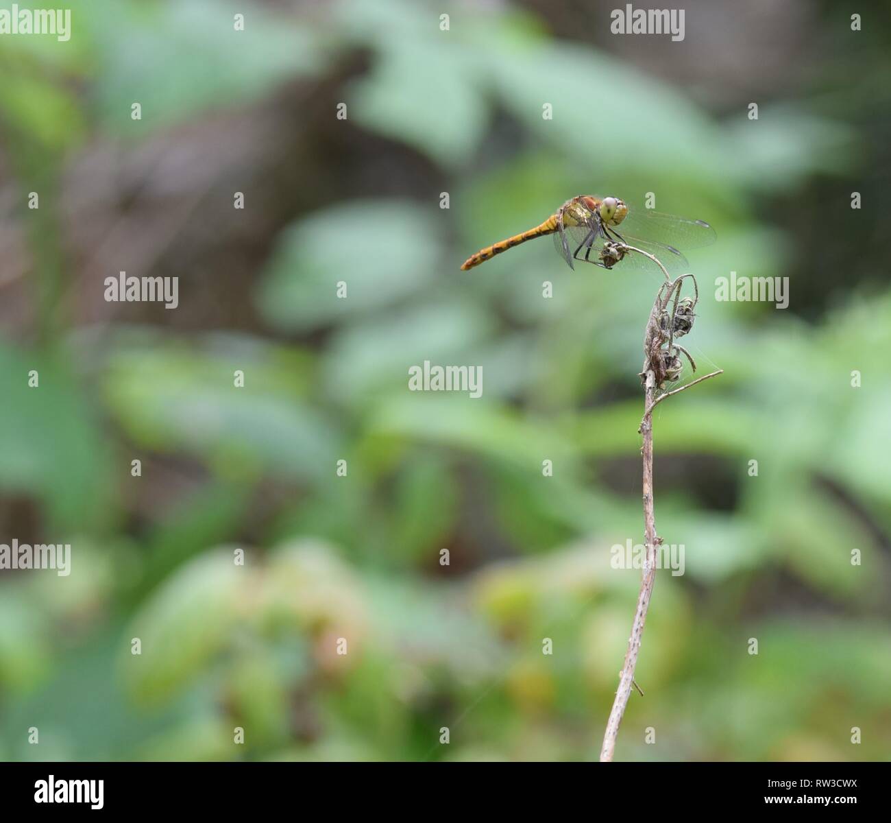 Dragonflies hover hi-res stock photography and images - Alamy