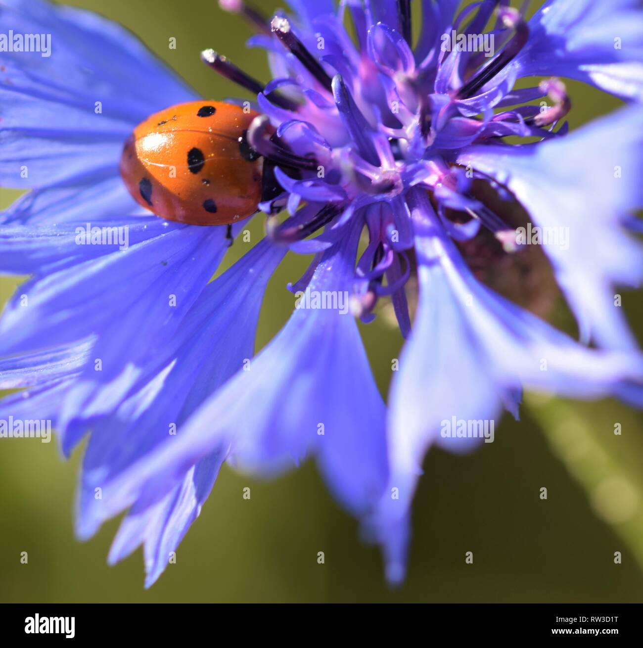Blue ladybug hi-res stock photography and images - Alamy