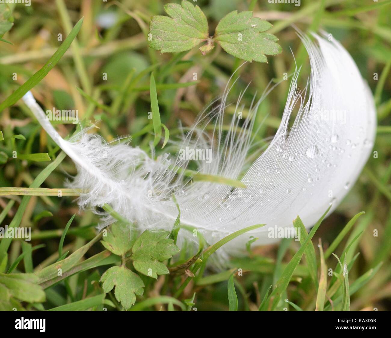 White feather with raindrops Stock Photo - Alamy